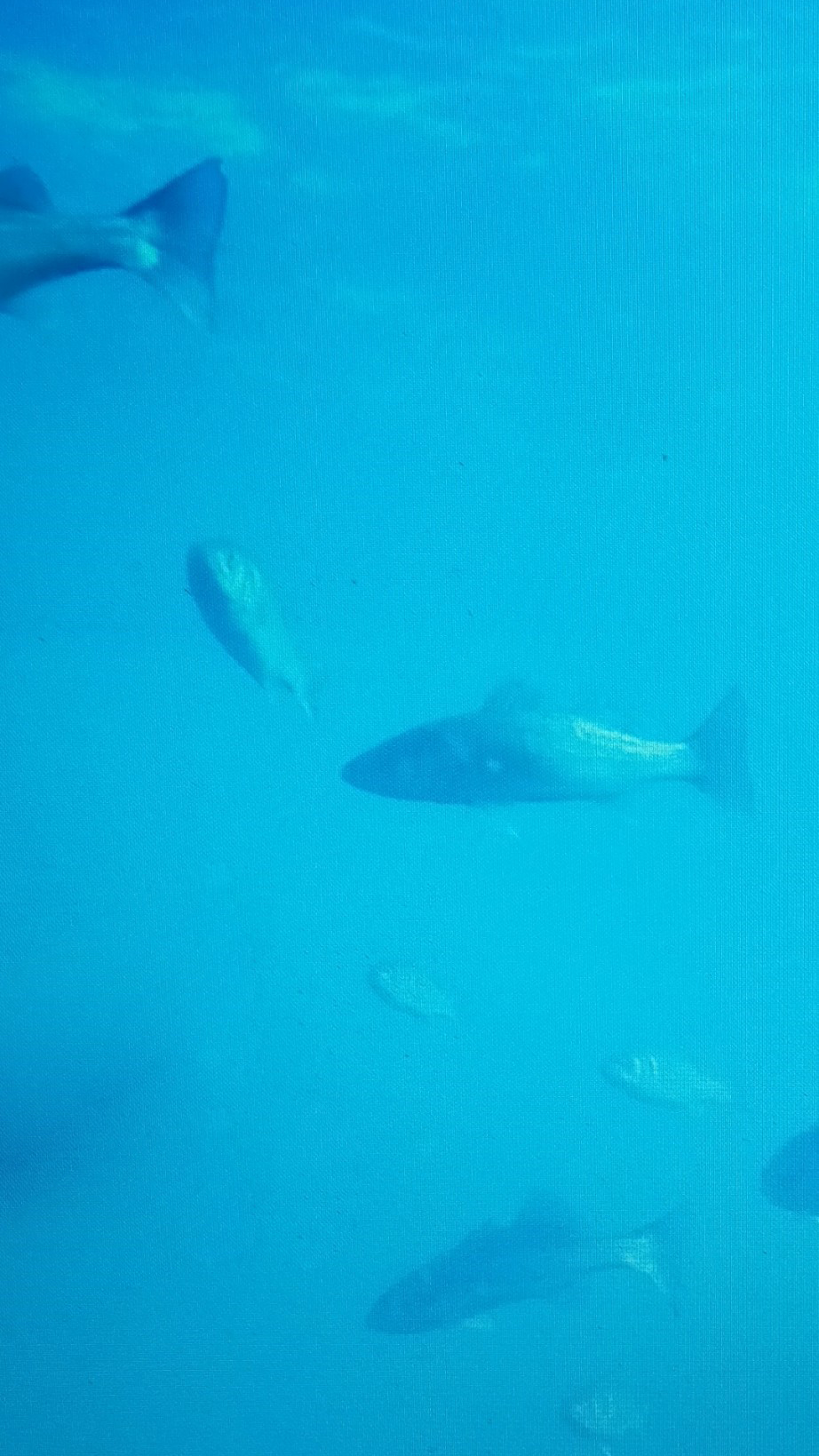 Loup en Méditerranée : un poisson convoité mais important